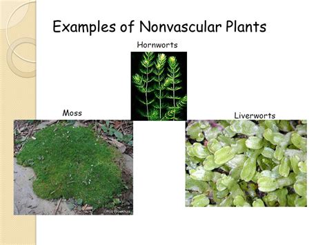 Nonvascular Plants Are Also Called