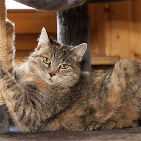 Why Do Cats Purr And Knead DIY Seattle