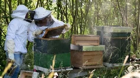 Newsroom Monitoring Our Bees Why And How Noldus
