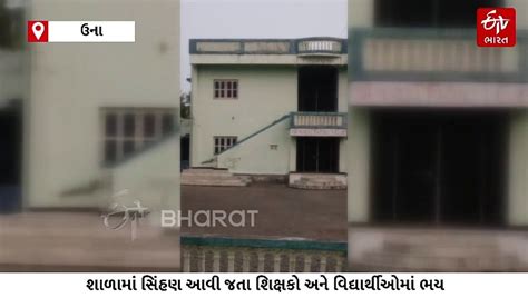 ઉનાની ગાયત્રી વિદ્યાલયમાં ધોળે દિવસે સિંહણે કર્યું મારણ શાળાના દરવાજા