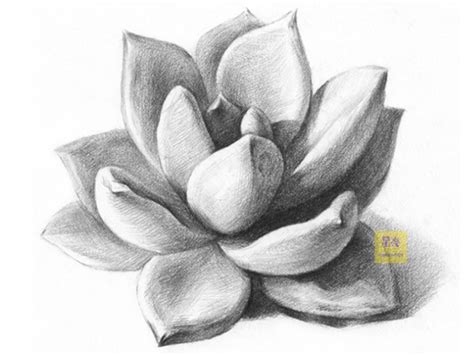 多肉植物绘画星亮绘画art 站酷zcool