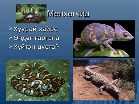 амьтны ангилал