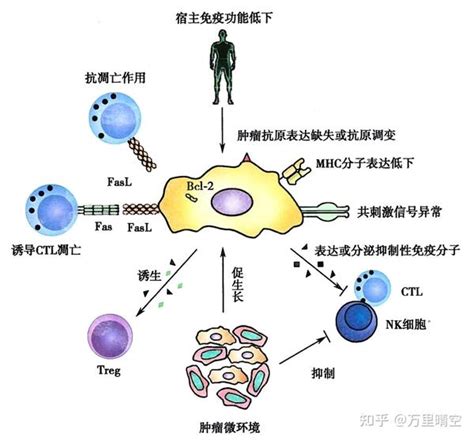 肿瘤启动、促癌、增殖 均可抑制 知乎
