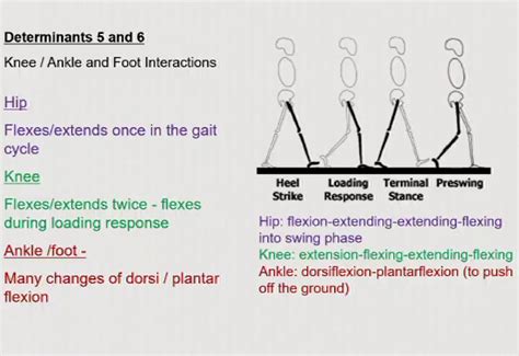 Week 3 Determinants Of Gait Diagram Quizlet