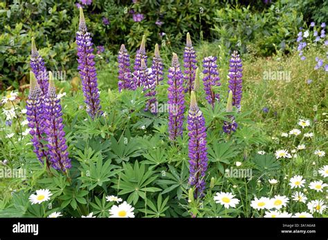 Lupine Lupinus Angustifolius Is An Attractive Flower That Grows Wild And Also Thrives In Our