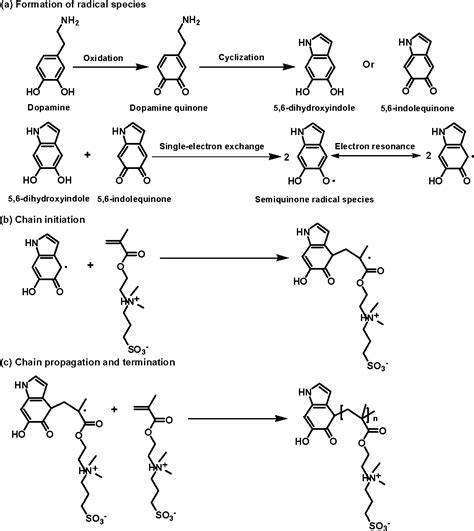 Figure 3 From Dopamine Triggered One Step Polymerization And