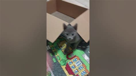 우리 집 러시안블루 고양이 땅땅이 ️ ️ ️ ️ ️ ️ ️ ️ ️ ️😍😍😍😍😍😍😍😍😍😍🐈‍⬛🐈‍⬛🐈‍⬛🐈‍⬛🐈‍⬛🐈‍⬛🐈‍⬛🐈‍⬛🐈‍⬛🐈‍⬛🐈🐈🐈🐈🐈🐈🐈🐈🐈🐈🐱🐱🐱🐱🐱🐱🐱🐱