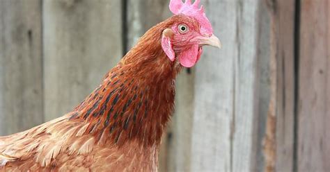 Chicken Imgur
