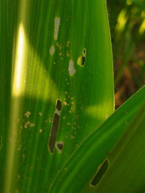 Damaging Symptoms Of Fall Armyworm Worm Spodoptera Furgiperda In Maize