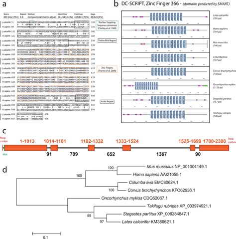 Amino Acid Sequence Alignment Domain Organisation Gene Organisation
