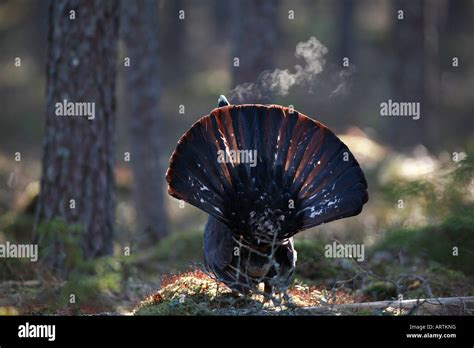 Capercaillie In Virgin Forest Stock Photo Alamy