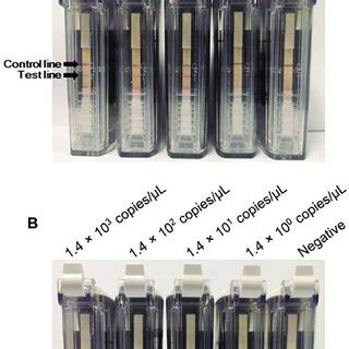 Sensitivity Evaluation Of RPA Assays The Sensitivity Of The RPA Download Scientific Diagram