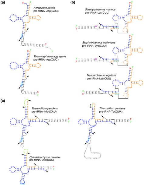 Predicted Secondary Structures Of Trans Spliced And Permuted Precursor
