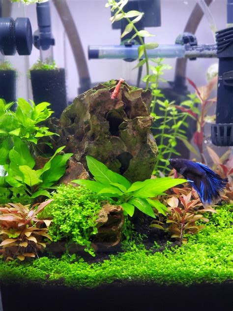 Fluval Chi R Plantedtank