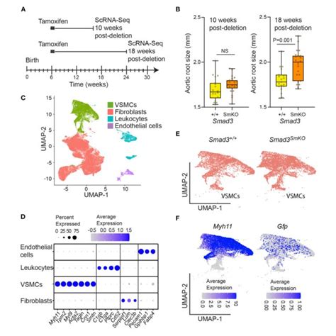 Single Cell Transcriptomic Analysis Reveals Four Subpopulations Of Download Scientific