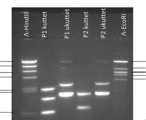 Solved I Need Help With This Problem The Lambda Genome