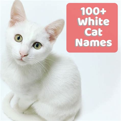 White Kittens Names For Cats