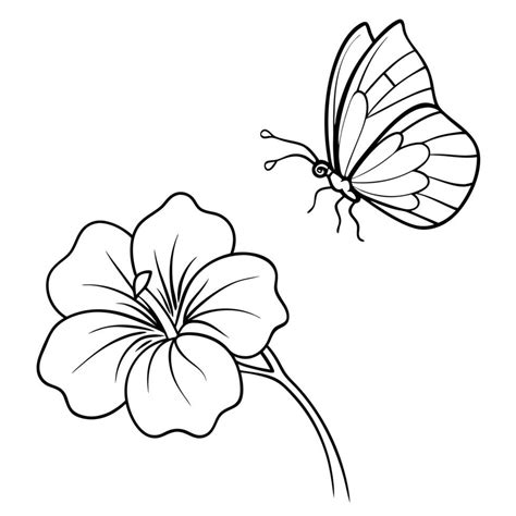 A Butterfly Is Extracting Nectar From A Nasturtium Flower Illustration Line Art 50997453 Vector