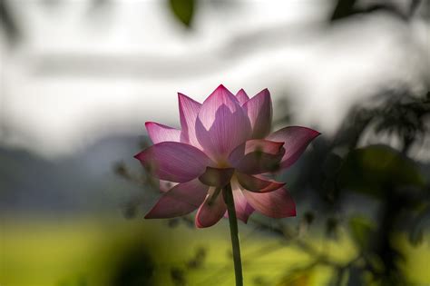 Lotus Blomma Rosa Gratis foto på Pixabay