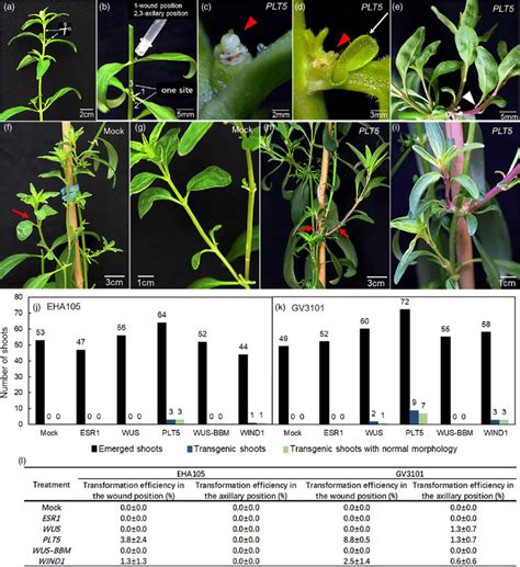 Promoting Shoot Regeneration And Transformation By Overexpression Of Dr