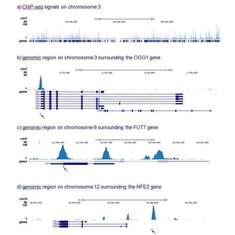 Runx1runx1t1 Polyclonal Antibody Invitrogen™ 100 μl Unconjugated