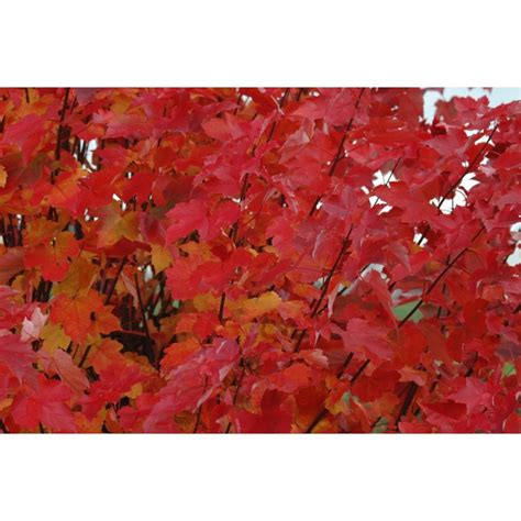 October Glory Red Maple Acer Rubrum October Glory