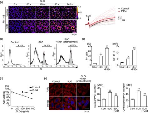 Parp Is Activated By Membrane Damage And Is Involved In Membrane