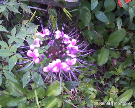Rmm Trilhas Plantas Flores Cogumelos E Fungos