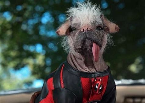 6 Variant Deadpool Yang Disebut Bakal Muncul Di Mcu Greenscene