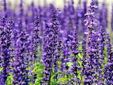 17 Best Mosquito Repellent Plants To Grow In Your House And Garden