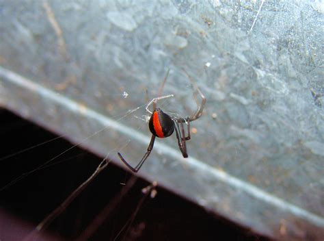Redback Spider Ausemade