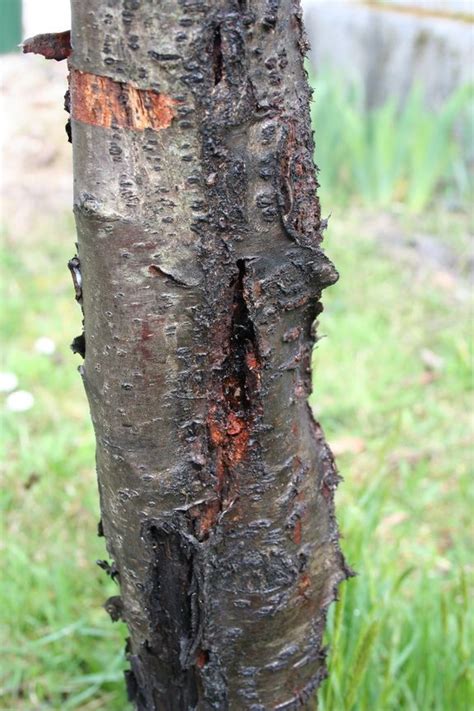 Maladies des arbres fruitiers traiter champignons et bactéries Les