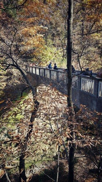 Premium Photo Silhouette Of Woman On Tree Trunk