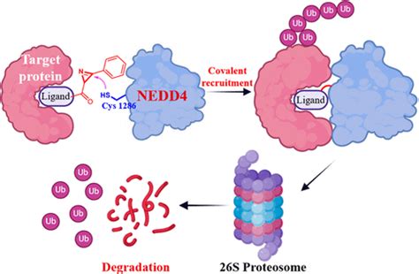 Journal Of The American Chemical Society Acs Publications