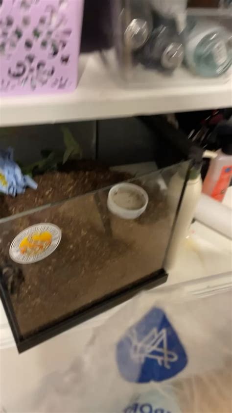 Finally Caught Her Ziggy Curly Hair Rtarantulas