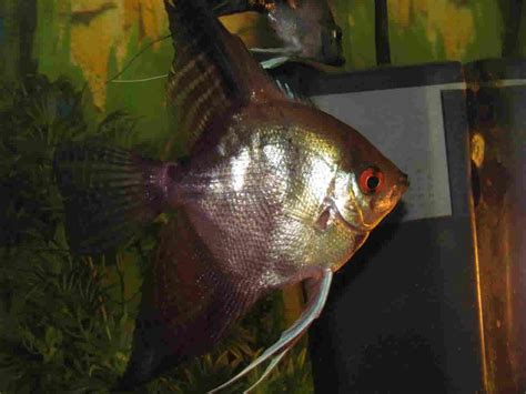 Angelfish Pterophyllum Scalare Care Tips For Success