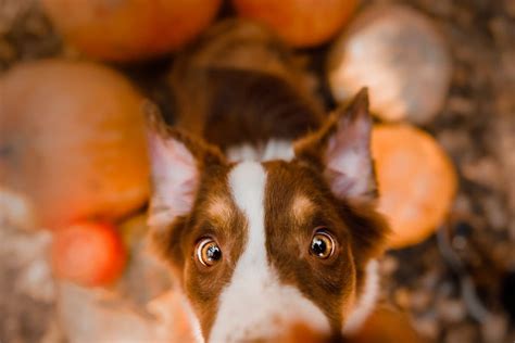 Can Dogs Eat Dry Leaves