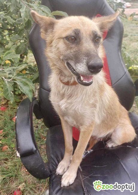 Anette pies do adopcji Wrocław Zoodoptuj pl