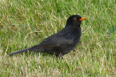 Blackbird Bird Black Free Photo On Pixabay Pixabay