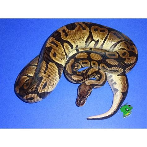 Orange Dream Het Ghost Ball Python Adult Male Strictly Reptiles
