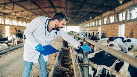 Uk Vet Livestock Use Of Computer Vision Artificial Intelligence Technology In Dairy Cattle