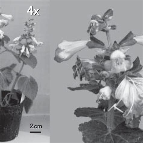 Effect Of Colchicine Treatment Of Seeds On Germination And True Leaf Download Scientific