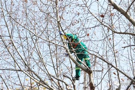 悬铃木果毛飞絮“困扰季”将至 上海绿化养护不停加强物理防控