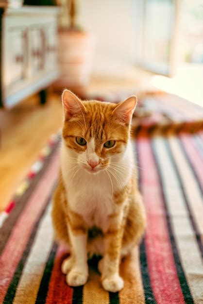 Premium Photo Portrait Of Cat Sitting On Carpet
