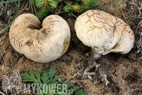 Calvatia Candida Pýchavka Bělostná Mykoweb