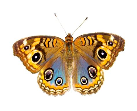 Nature Animals Butterfly Free Photo On Pixabay Pixabay