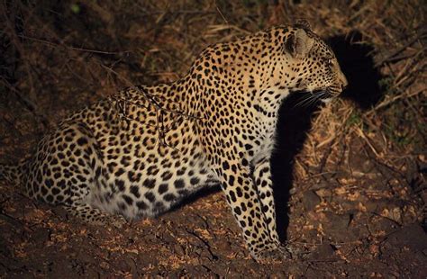 Java Dam Female Leopard