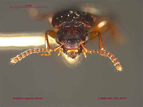 Anotylus