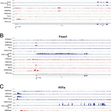 Chromatin Structure Of Individual Loci Encoding Dna Binding Download Scientific Diagram