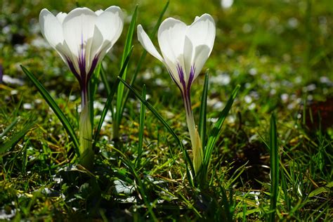 무료 이미지 잔디 화이트 들 목초지 녹색 식물학 플로라 야생화 크로커스 봄의 꽃 매크로 사진 꽃 피는